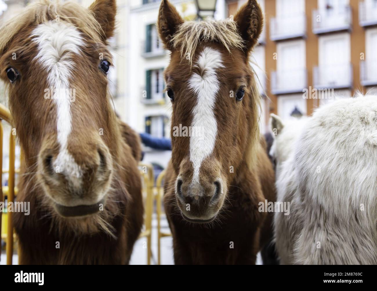 Detail of mammals in a farm, animal exploitation Stock Photo - Alamy