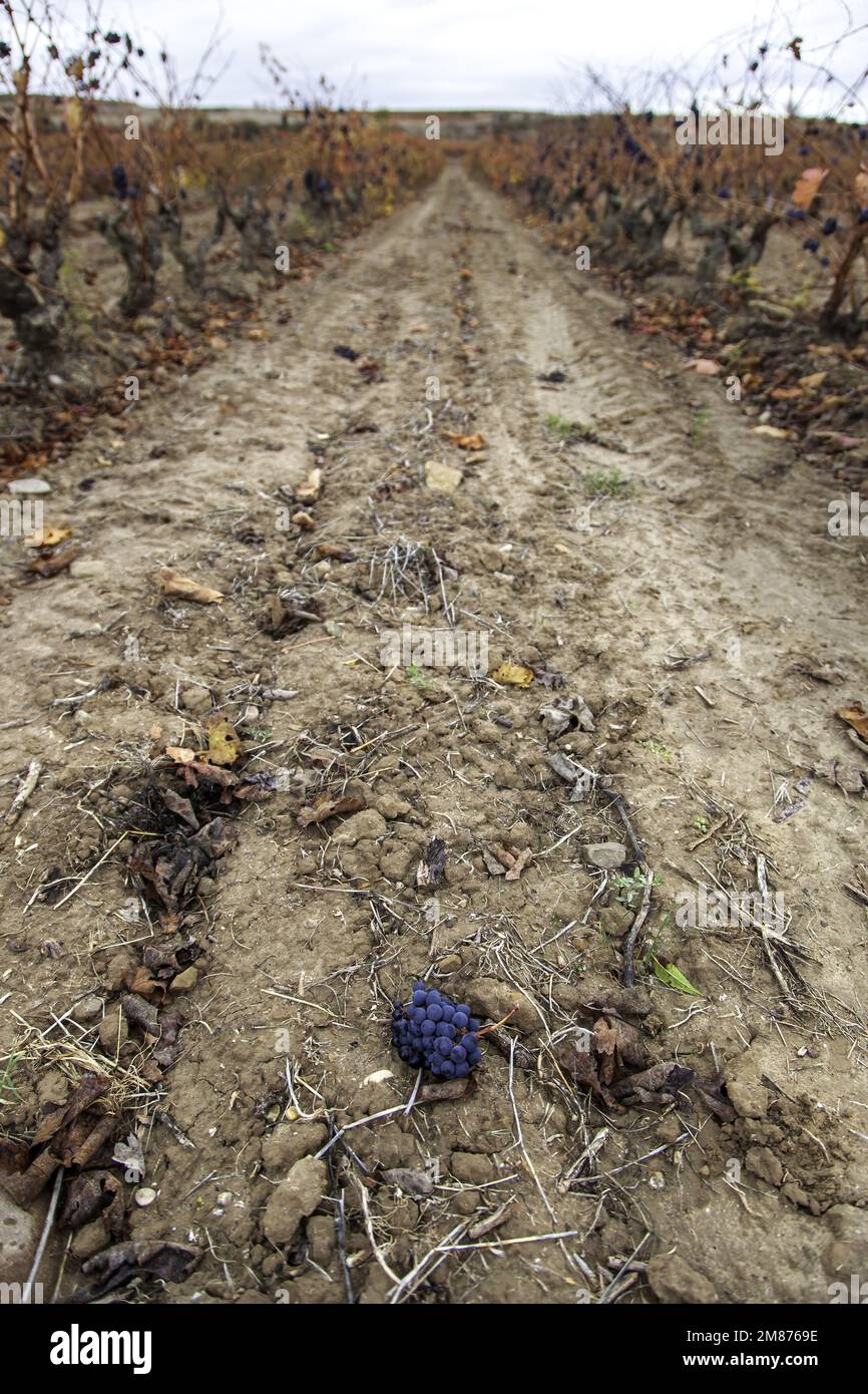 Dry leaf vine hi-res stock photography and images - Alamy