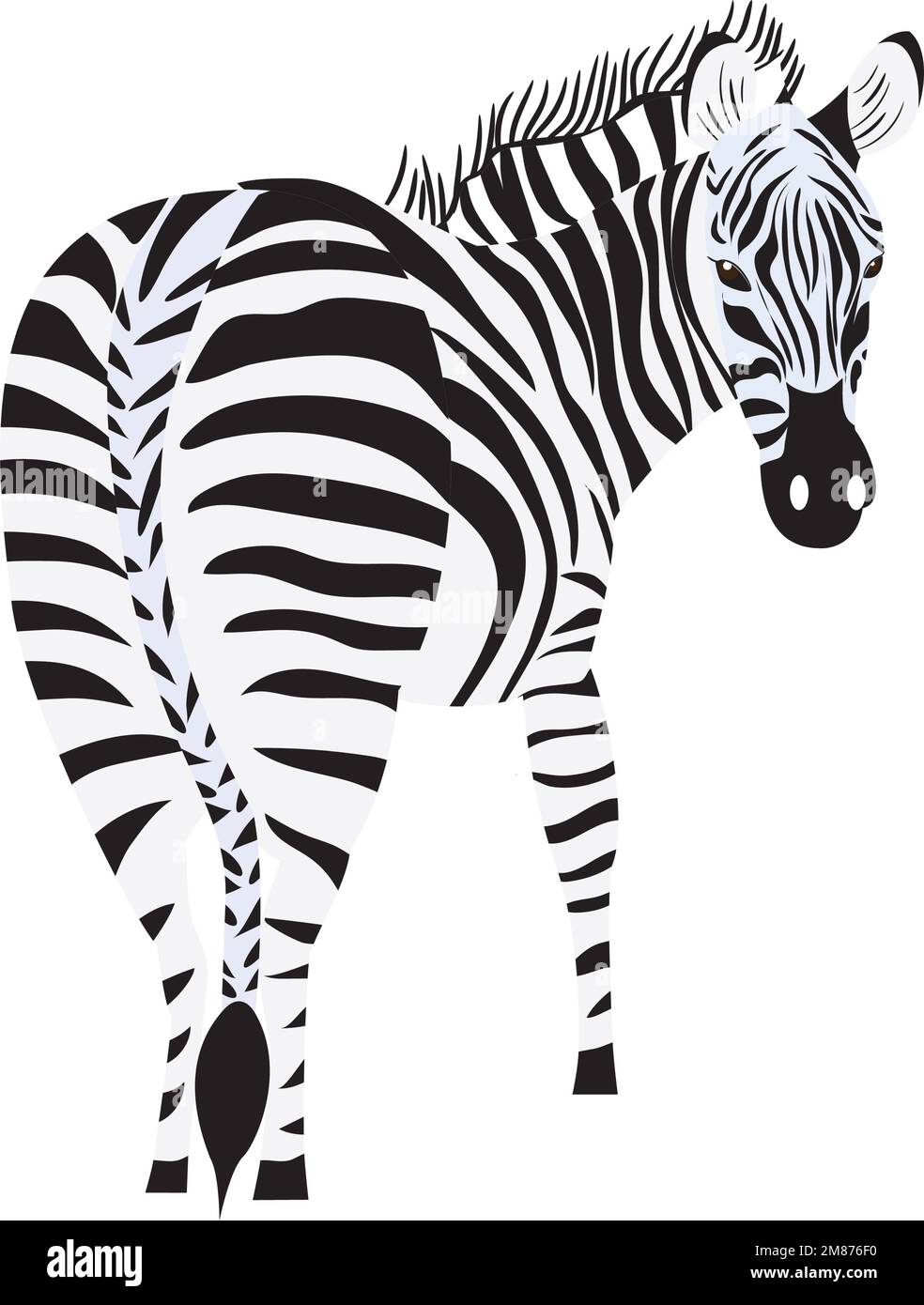 Isolated cute zebra colored sketch Vector Stock Vector Image & Art - Alamy