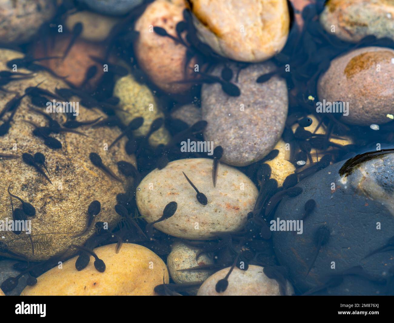 Common Frog Tadpoles in a Pond Stock Photo - Alamy