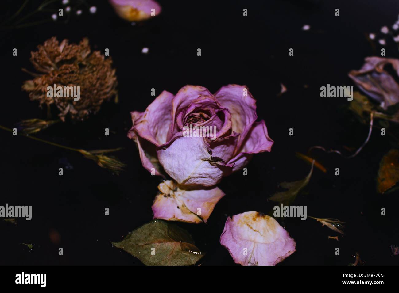 Even after death, there still can be some type of beauty in it. Like ...