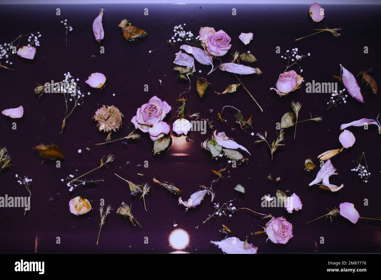 Even after death, there still can be some type of beauty in it. Like ...