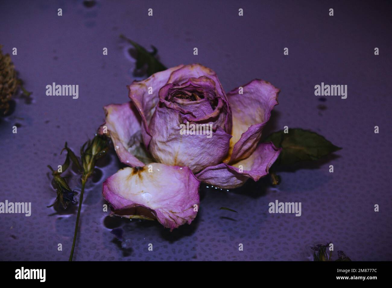 Even after death, there still can be some type of beauty in it. Like ...