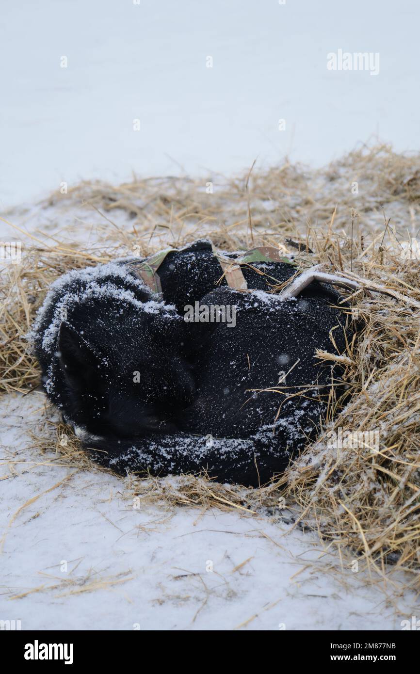 Black sled dog in harness Alaskan Husky has curled up and resting lying ...