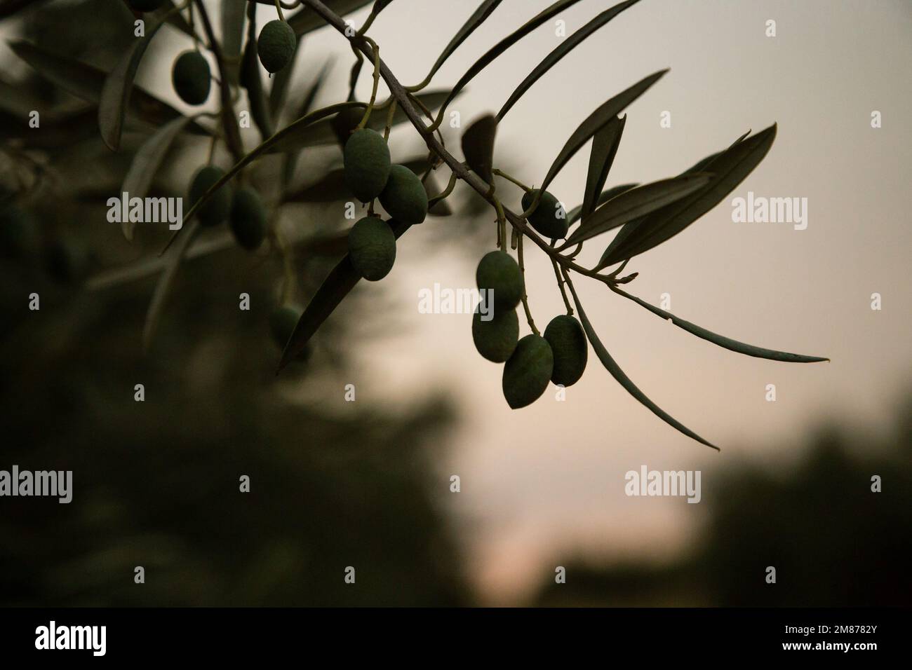 Olives in the olive tree against the light Stock Photo - Alamy