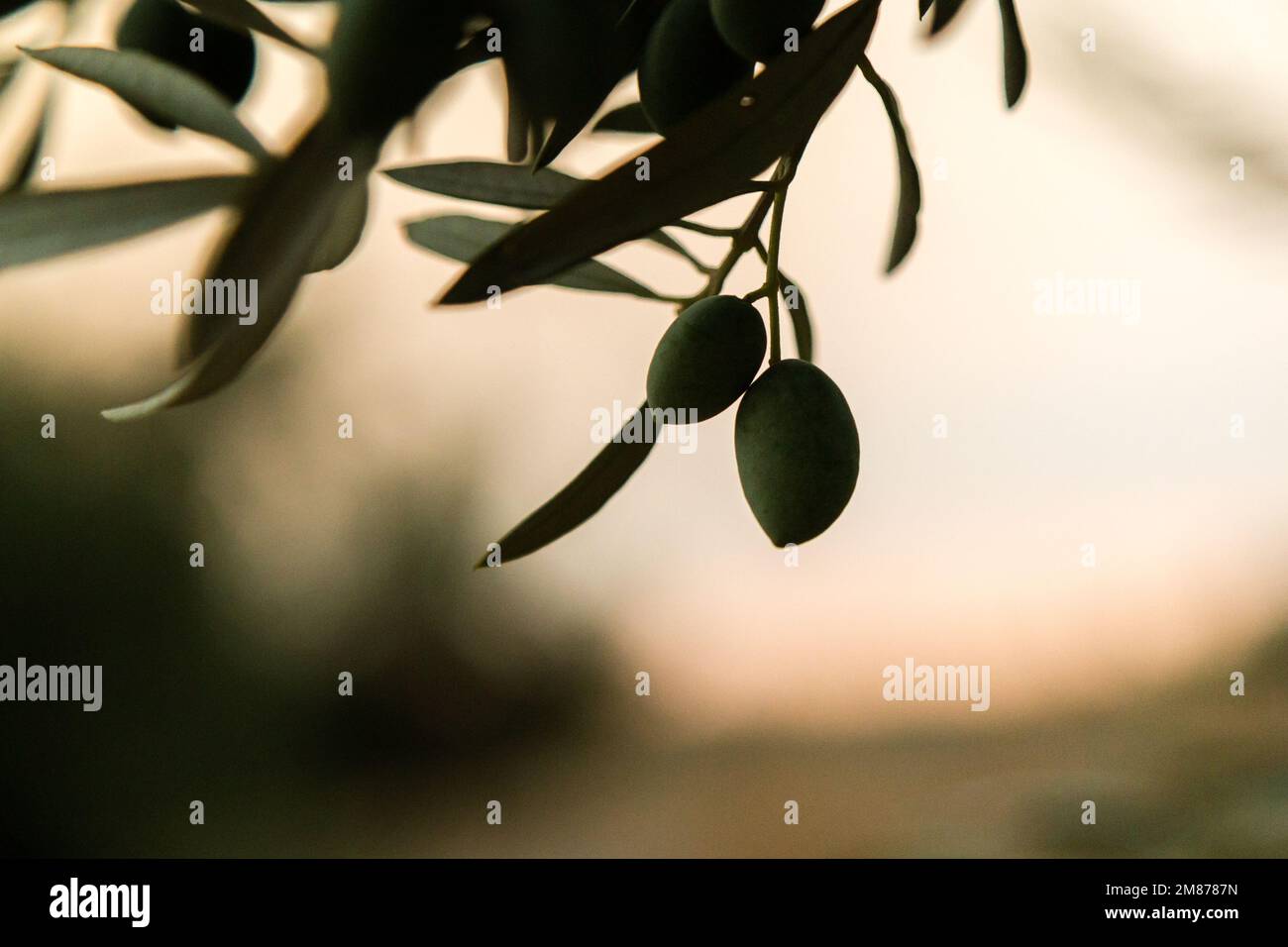 Olives in the olive tree against the light Stock Photo - Alamy