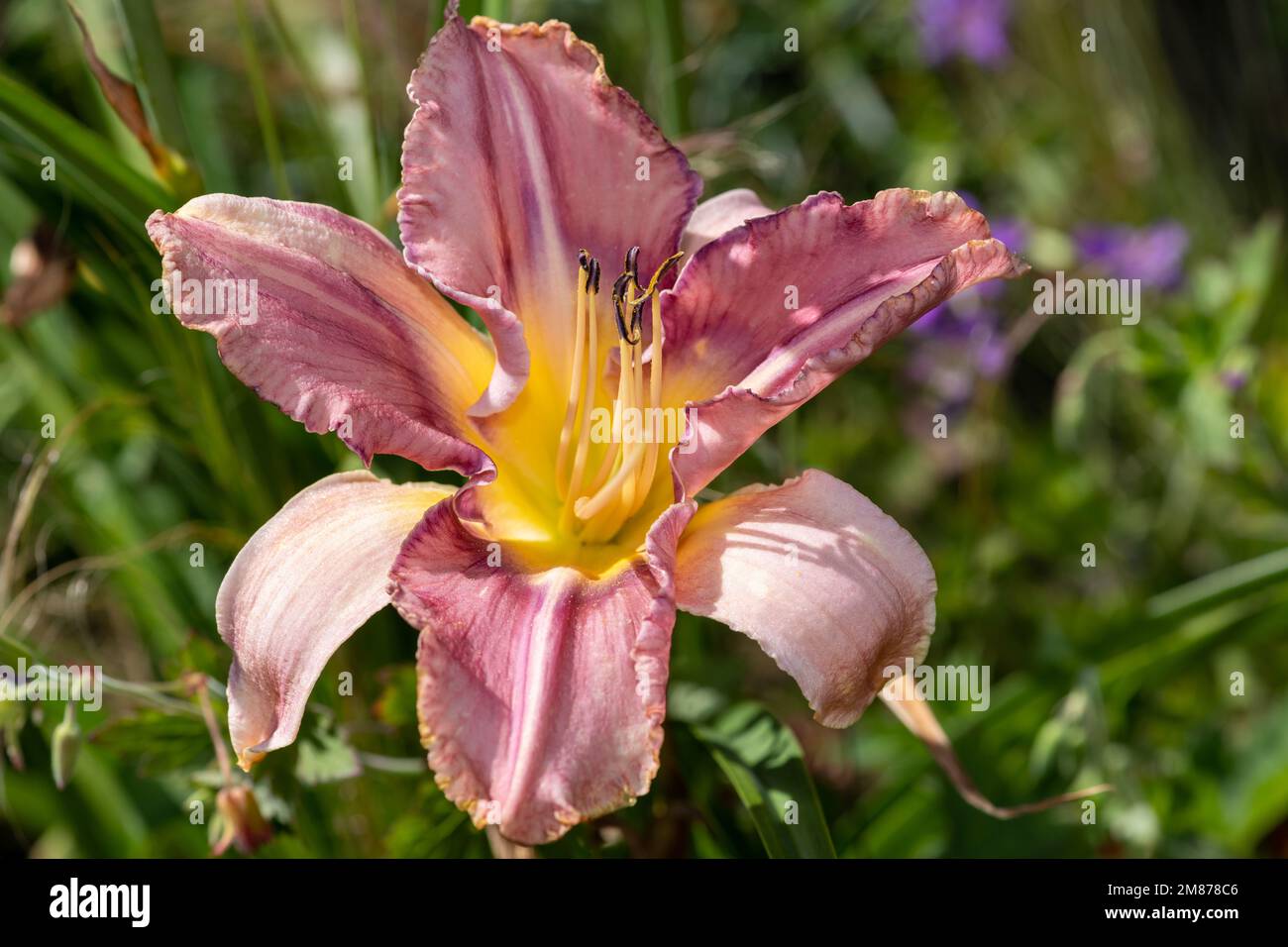 Close up of a pink daylily flower in bloom Stock Photo - Alamy