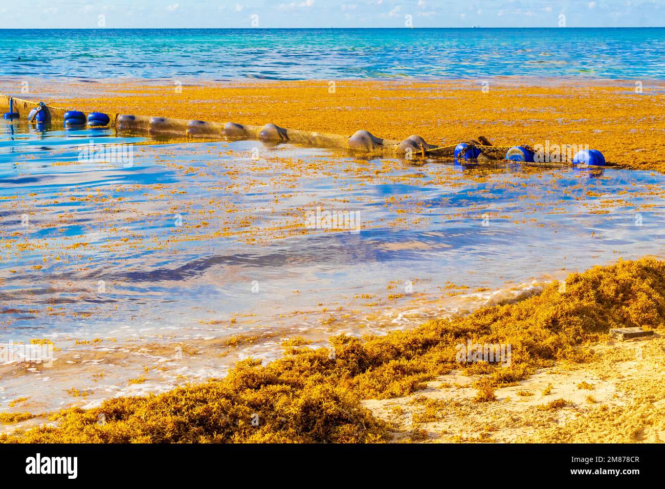 Tropical mexican beach with Sargazo seaweed net and clear turquoise ...
