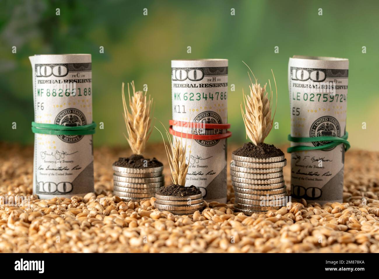 Growing money in the soil with ripe wheat spikelets. Concept, business ...
