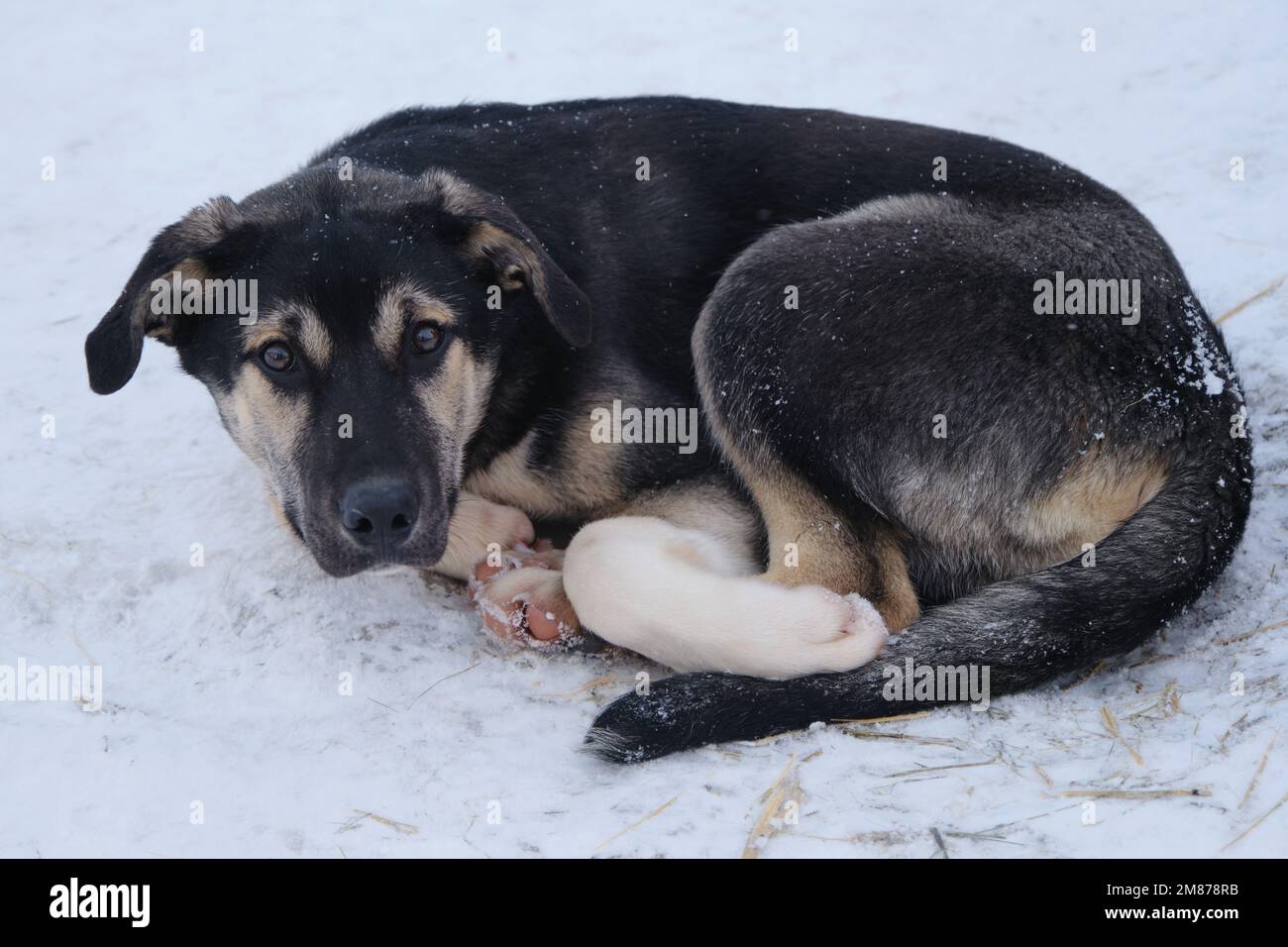 Kennel of northern sled dogs. Charming black and red puppy with white ...