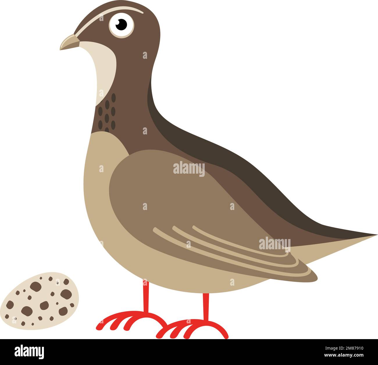 Quail cartoon icon. Gray bird with spotty egg Stock Vector Image & Art ...