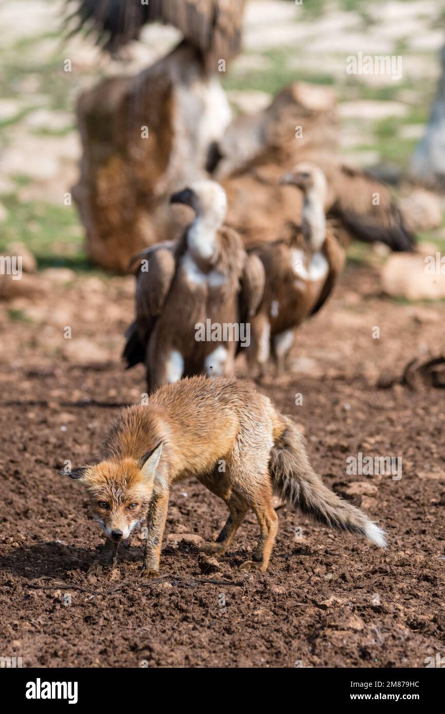 griffon vulture, Gyps fulvus, looking at a red fox, Vulpes vulpes ...