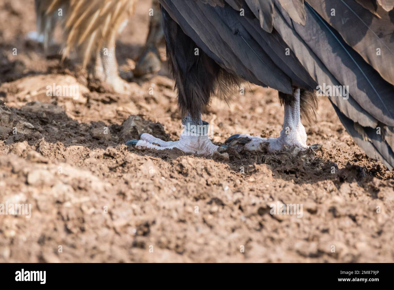 black vulture or cinereous vulture, Aegypius monachus, detail of the ...