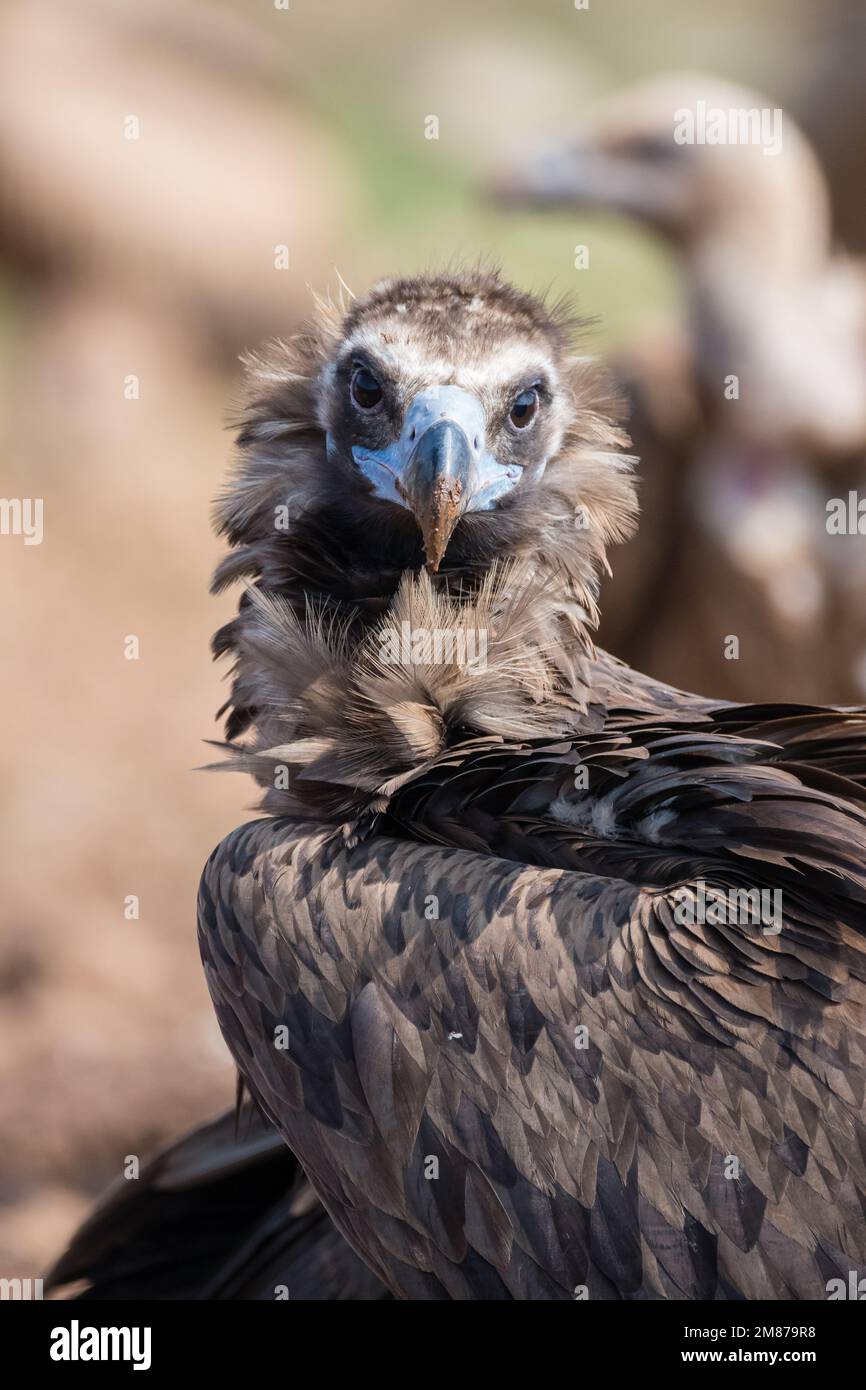 Serra de boumort protected natural area hi-res stock photography and images - Alamy
