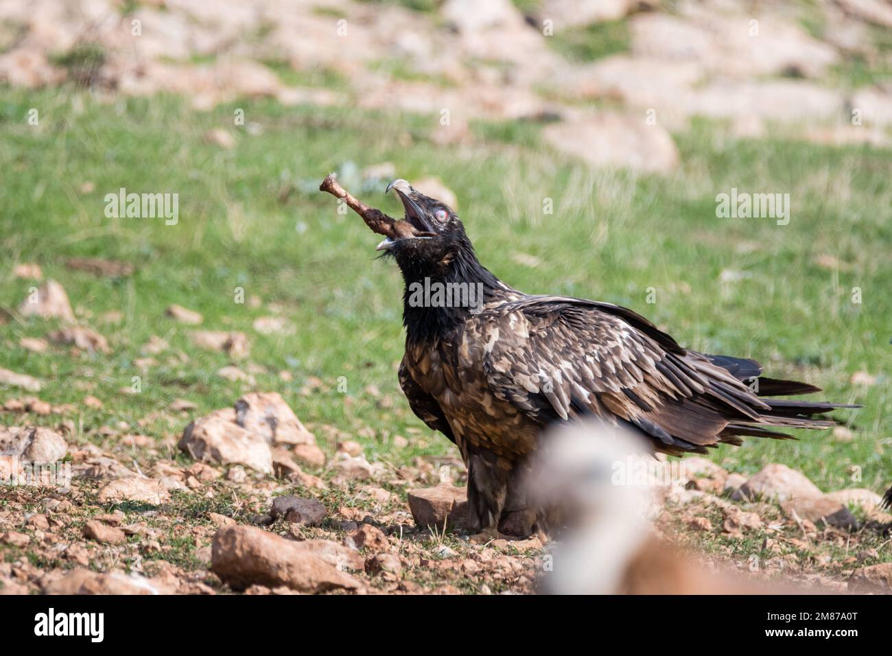bearded vulture, Gypaetus barbatus. Eating a bone. Serra del Boumort ...