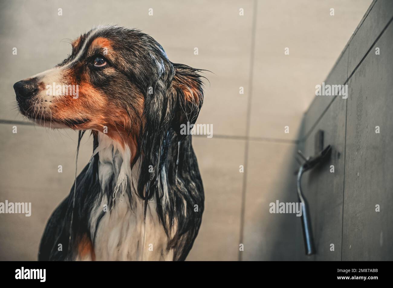 A closeup of an adorable wet Australian Shepherd dog after a shower in ...