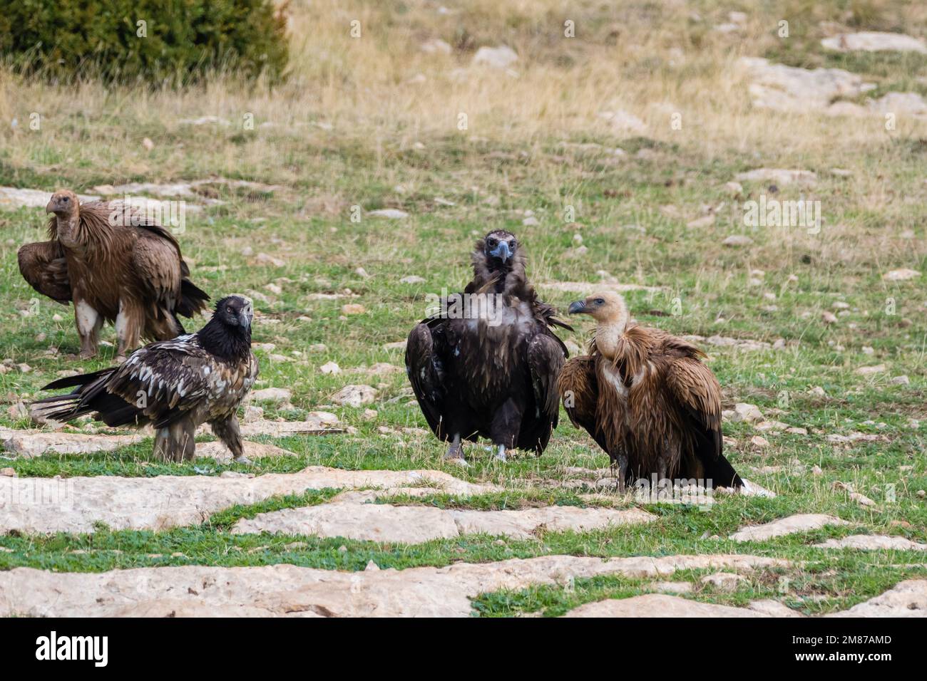 three species of vultures together, black vulture, Aegypius monachus ...