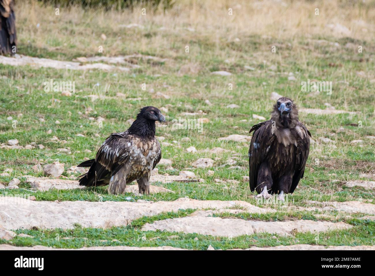 two species of vultures together, black vulture, Aegypius monachus and ...