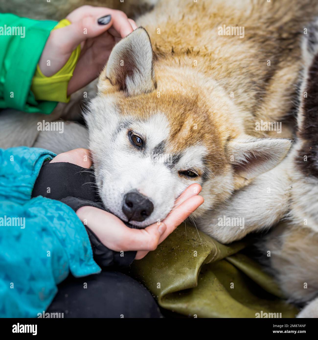 Young girl strokes dog, trusting dog is satisfied and enjoys from ...