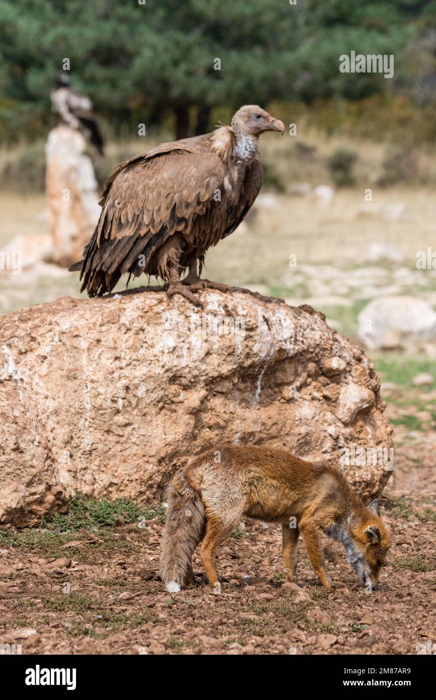 griffon vulture, Gyps fulvus, looking at a red fox, Vulpes vulpes ...