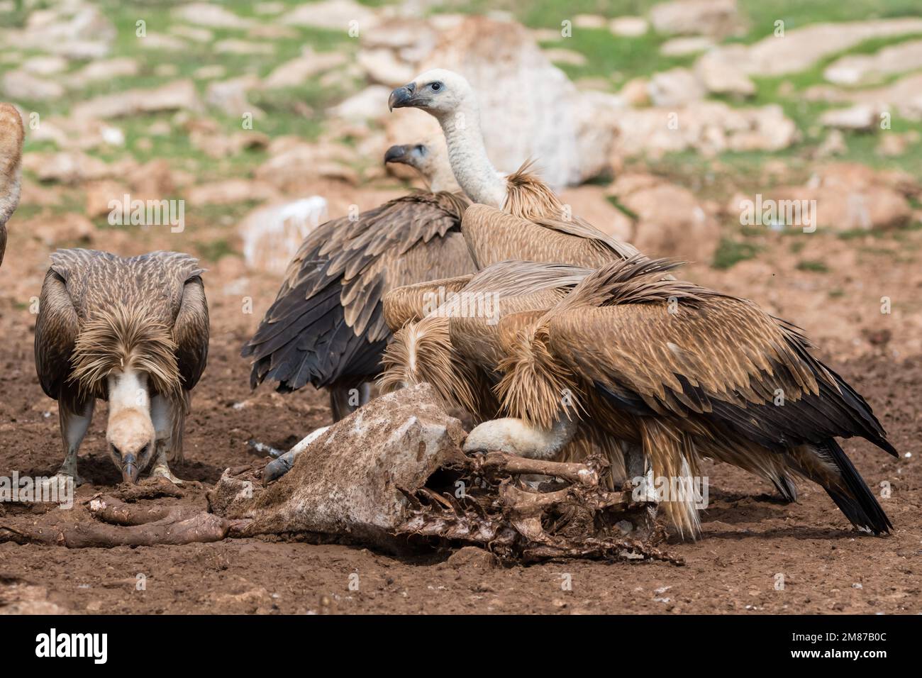 Flesh eating animals hi-res stock photography and images - Alamy