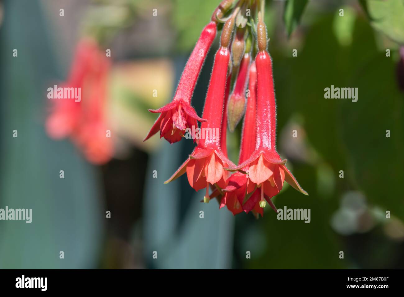 Cultivated fuchsias hi-res stock photography and images - Alamy