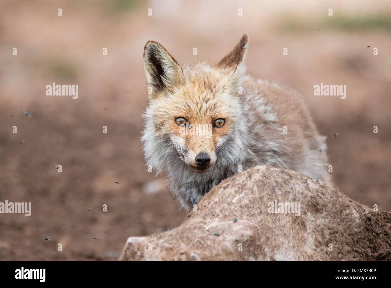 red fox, Vulpes vulpes, behind a corpse. Serra del Boumort, Lleida ...