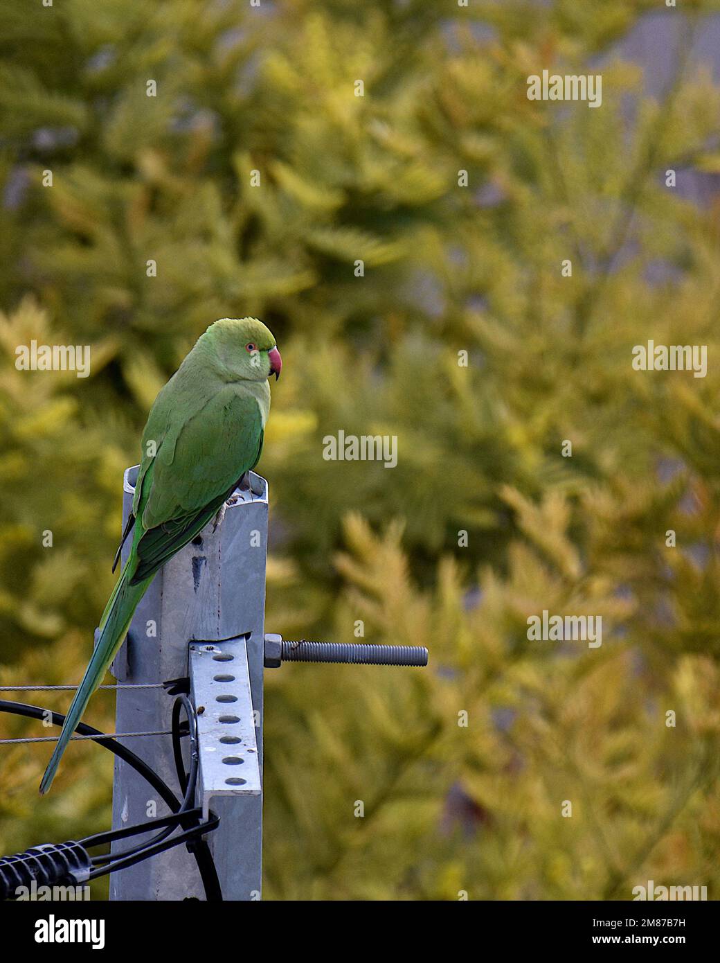 A ring-necked parakeet is seen resting on an electric pole. Rose-ringed ...