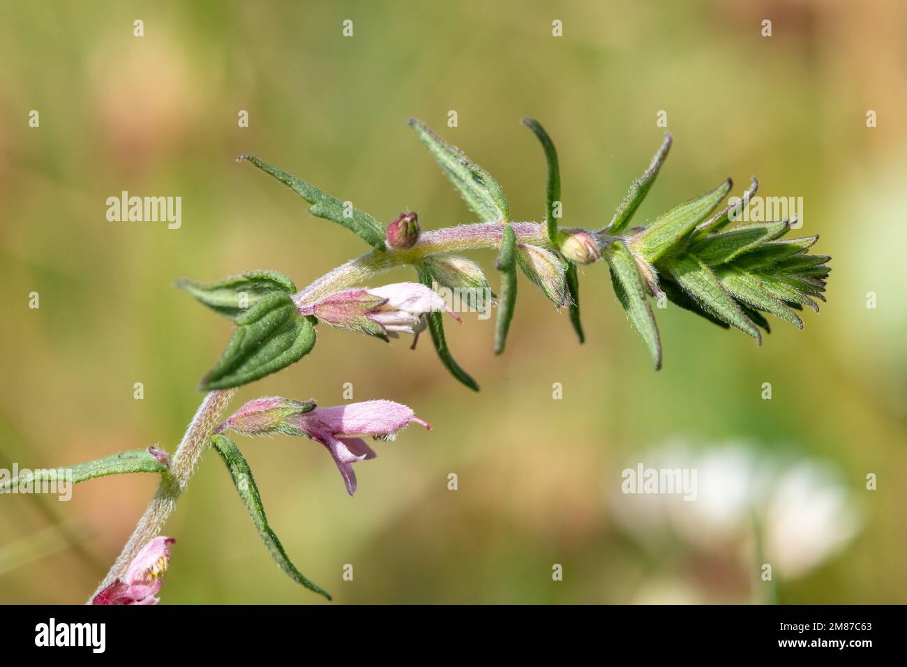 Macro shot of a red bartsia (odonites vernus) plant in bloom Stock ...