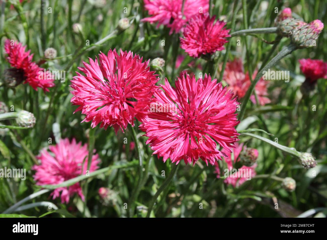 Cornflower (Centaurea cyanus 'Red Boy') in garden Stock Photo - Alamy