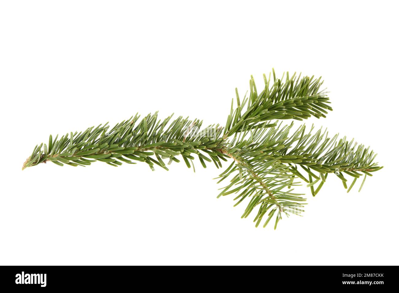 Spruce branch isolated on white background. High resolution photo. Full depth of field Stock ...