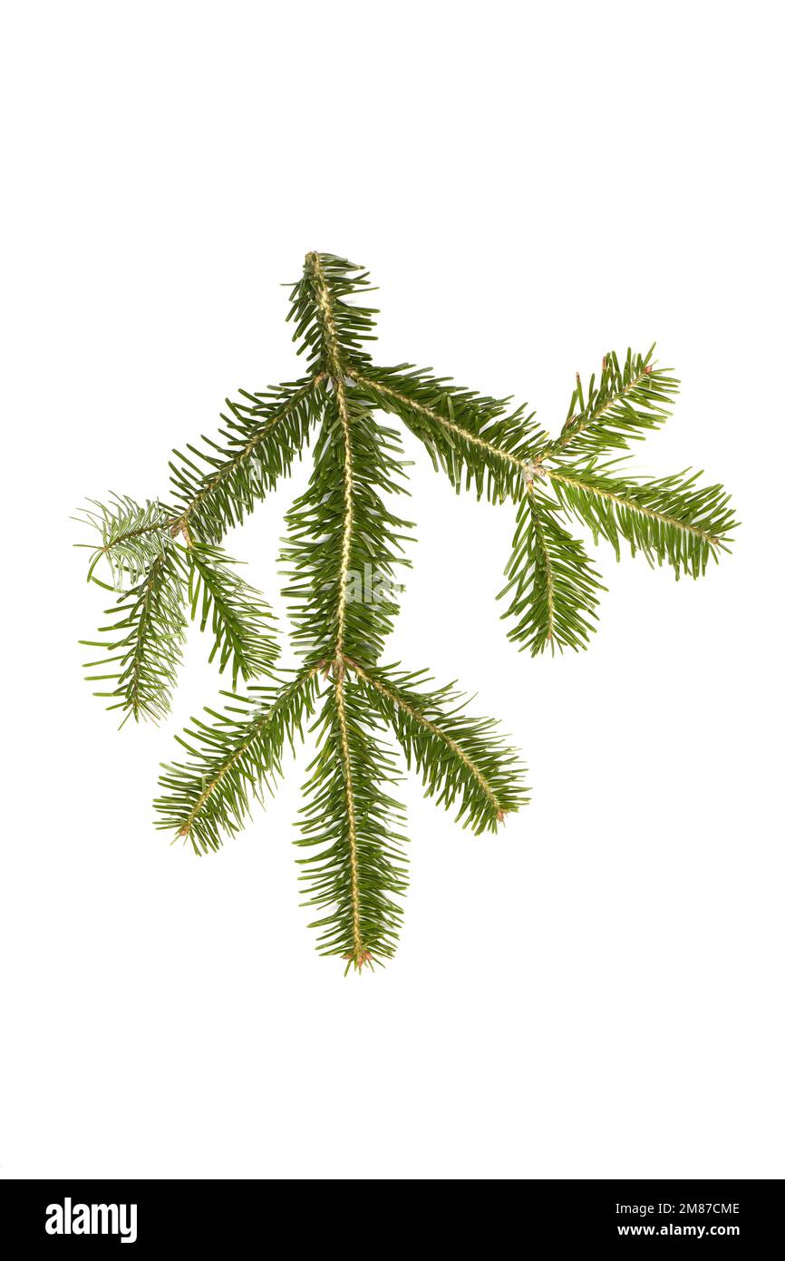 Spruce branch isolated on white background. High resolution photo. Full ...