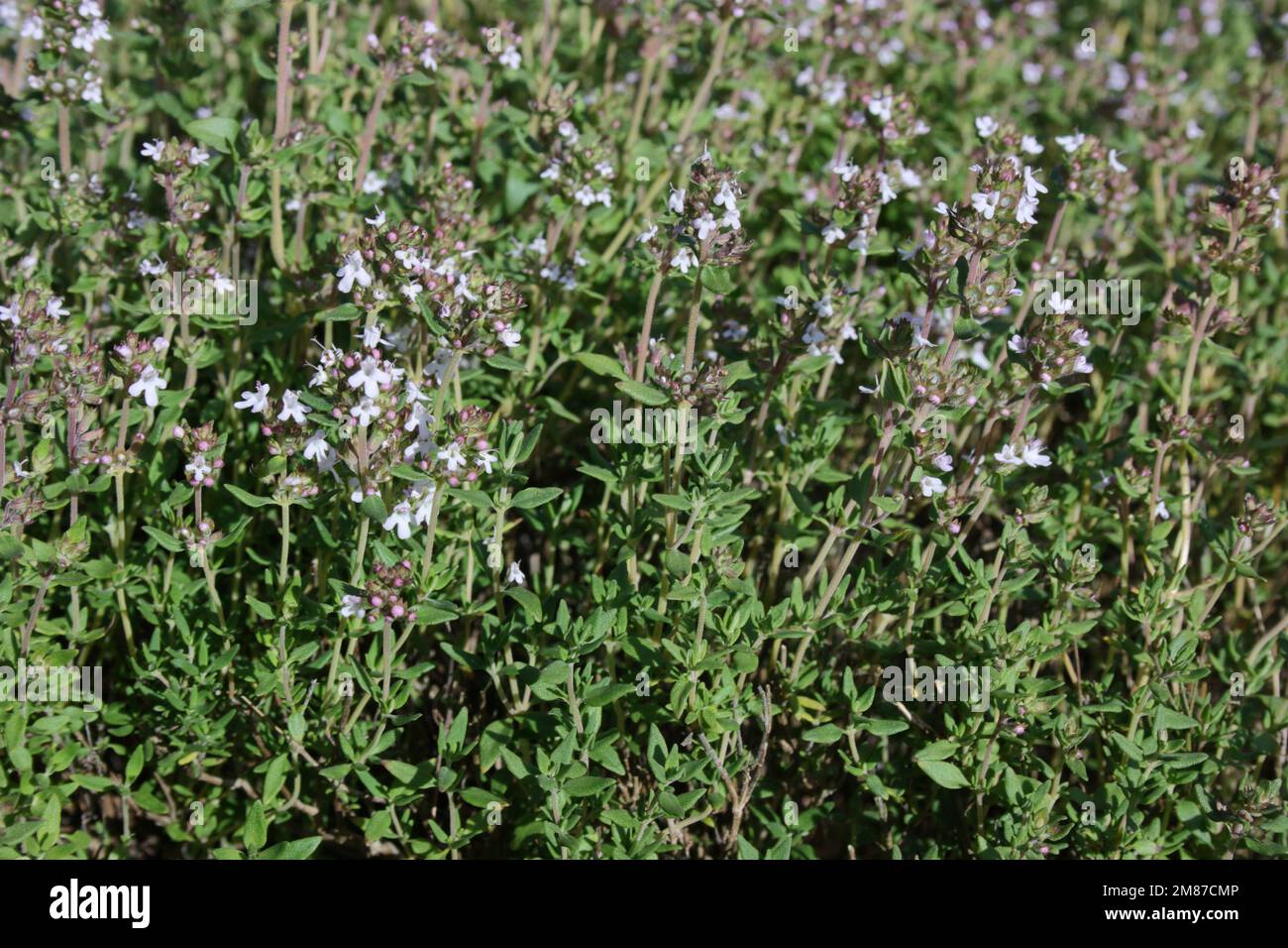 Thyme flowers vulgaris hi-res stock photography and images - Alamy