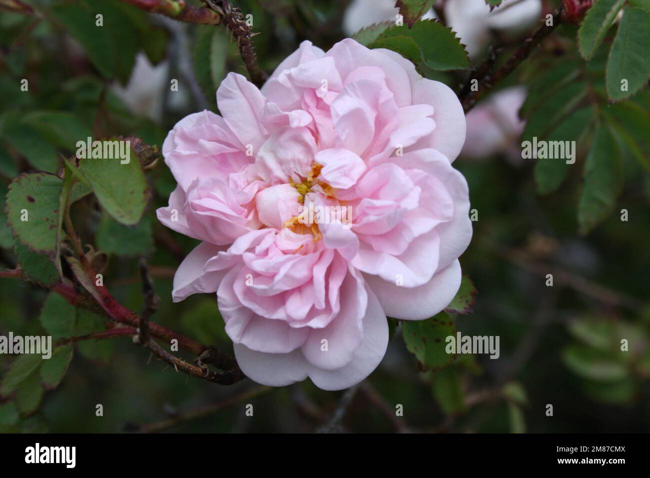 Rosa pimpinellifolia 'Stanwell Perpetual' Stock Photo - Alamy