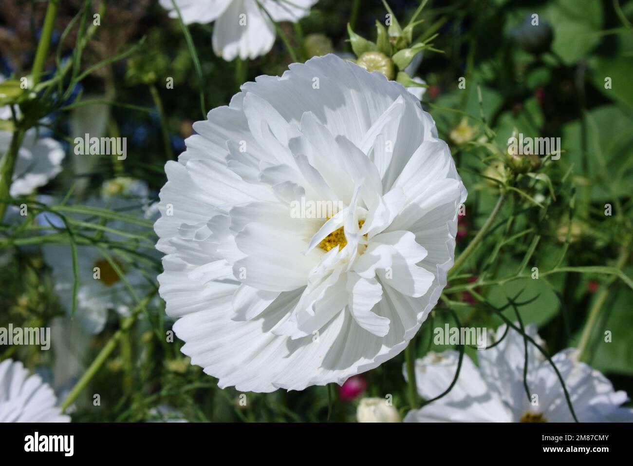 Mexican aster cosmos bipinnatus hi-res stock photography and images - Alamy