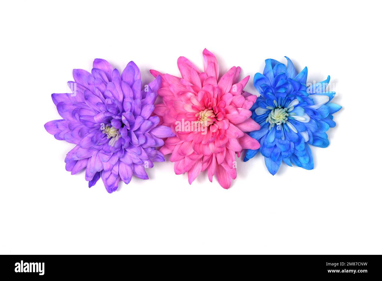 Pink, blue and purple chrysanthemum flowers (Chrysanthemum indicum ...