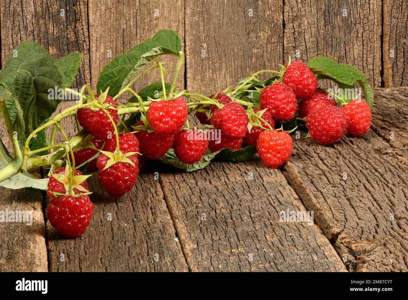 Raspberry twig with leaves isolated on dark wood background. High ...