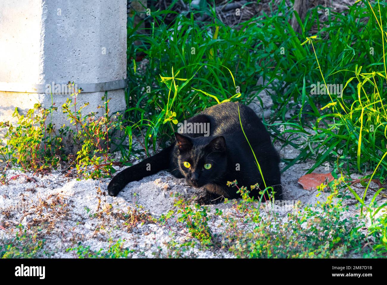 Black and puma cougar cat lurking in grass busheson Isla Holbox island ...