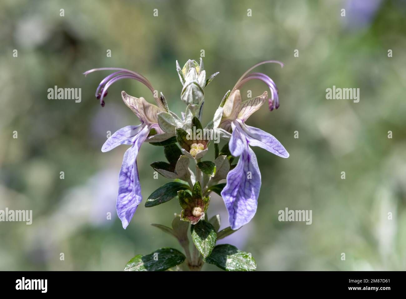 Close up of tree germander (teucrium fruticans) flowers in bloom Stock ...