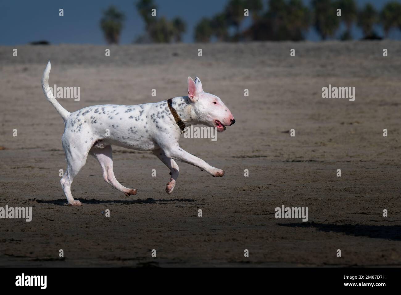 A beautiful white spotted bull terrier running on the beach Stock Photo ...