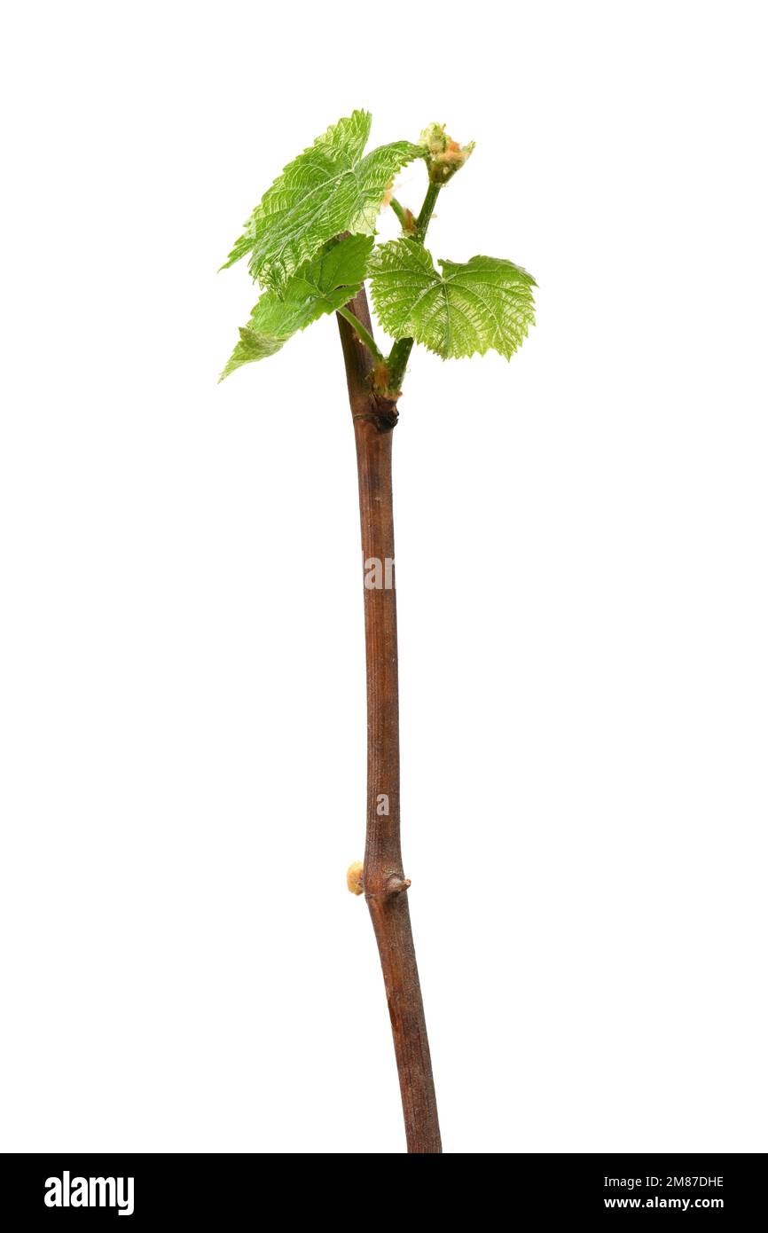 Young shoots of grapes on white. Side view. High resolution photo. Full ...