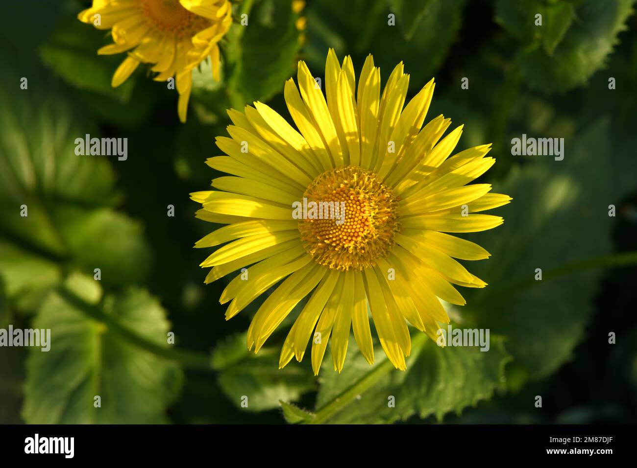 Yellow daisies against the backdrop of a blooming garden. High ...