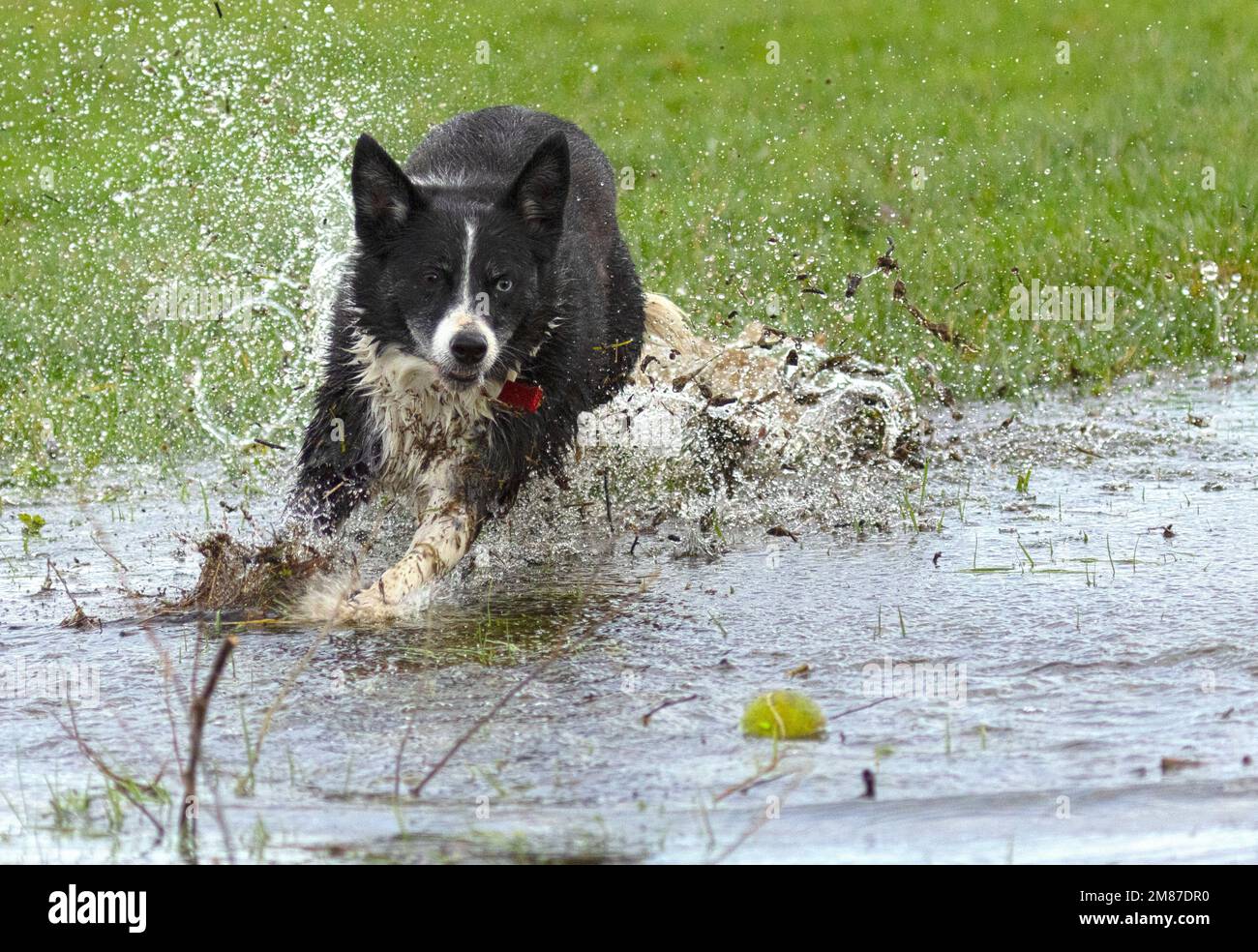 Border collie collies jumping hi-res stock photography and images - Alamy