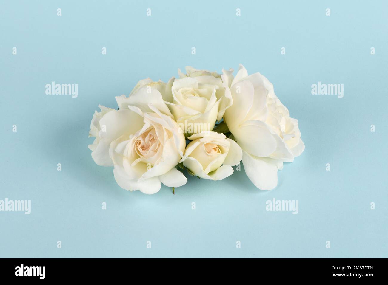 White rose isolated on blue background. Stylish flowers for St ...