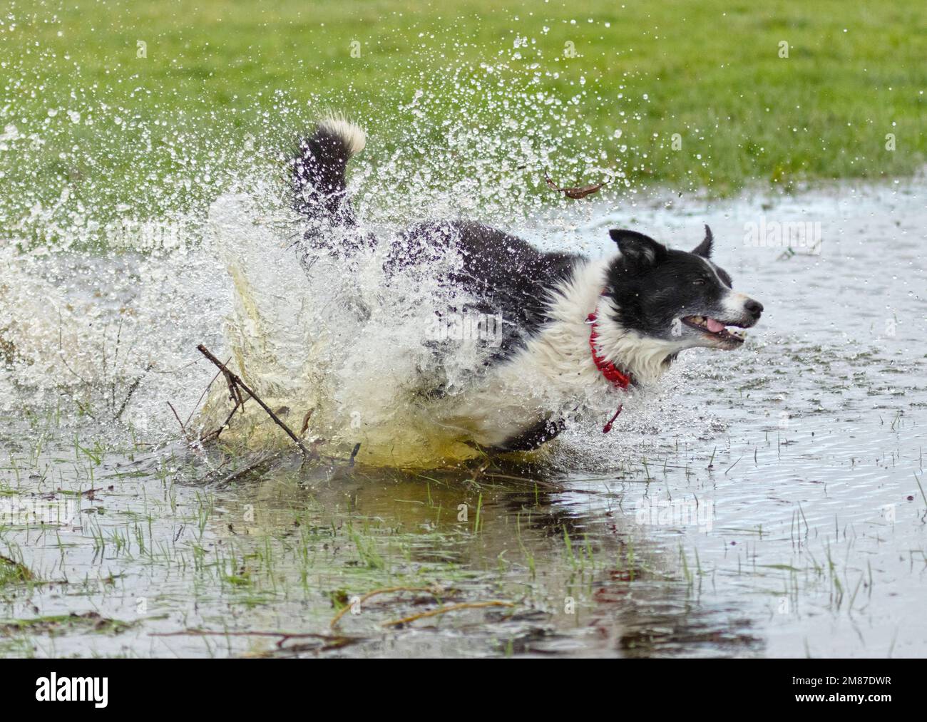 Black and white border collie running in water Stock Photo - Alamy