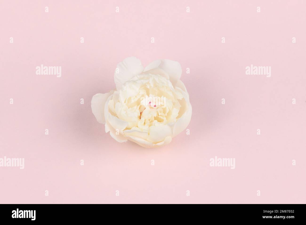 White rose isolated on pink background. Stylish flowers for St ...