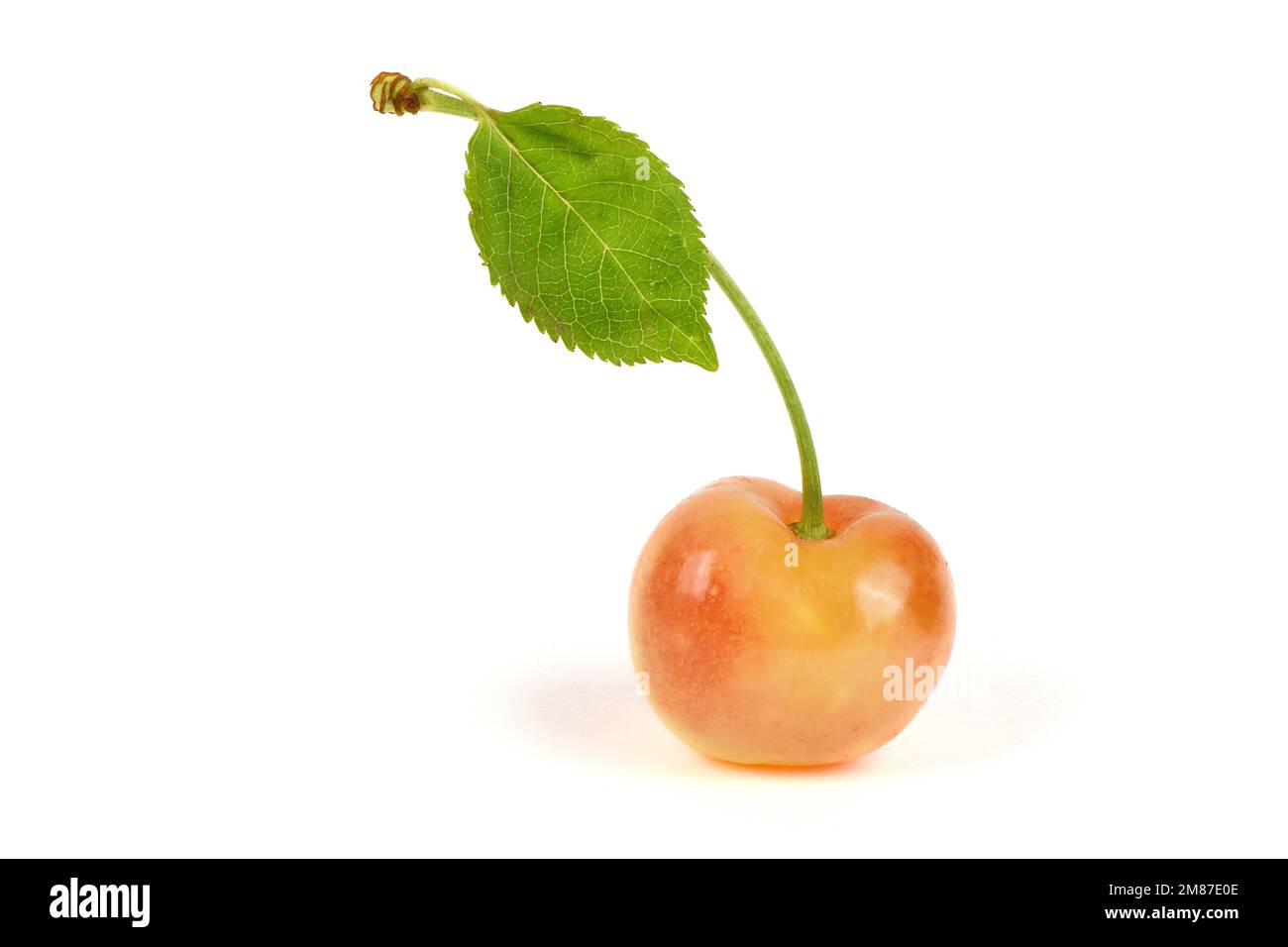 Light red sweet cherry with green leaves., side view isolated on white ...