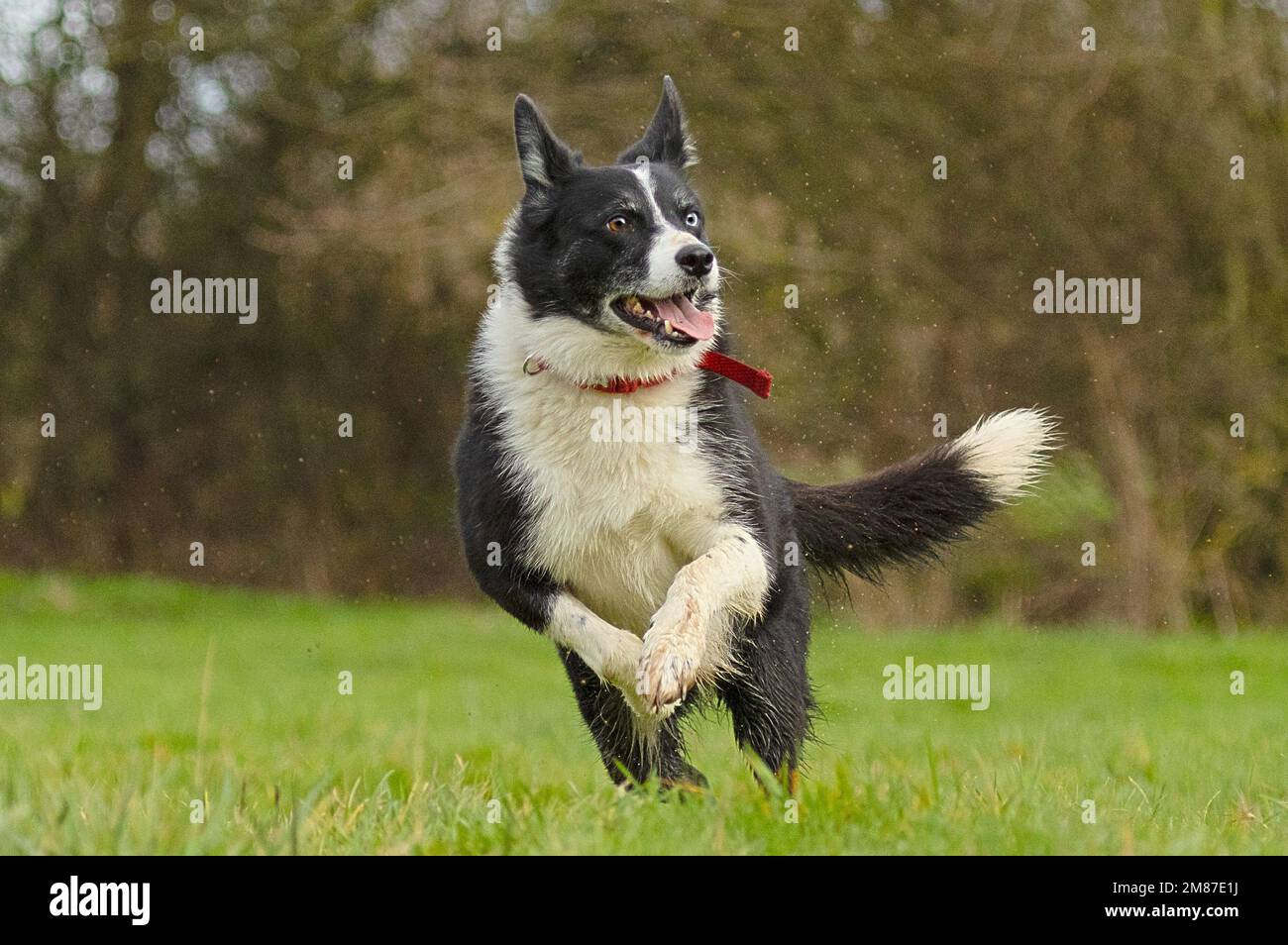 Border collie back hi-res stock photography and images - Alamy