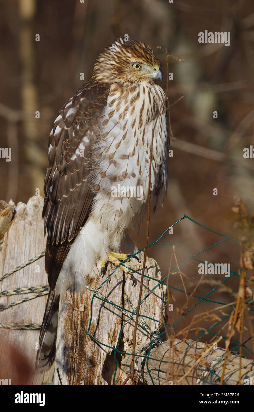 Coopers hawk perched on fence post hi-res stock photography and images ...