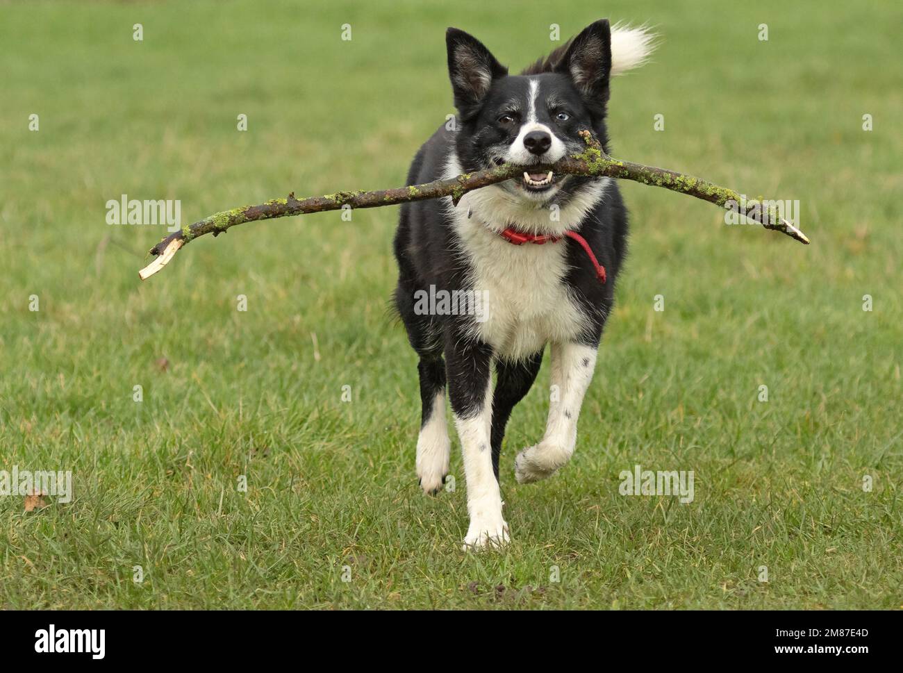 Black and white border collie carrying a stick Stock Photo - Alamy